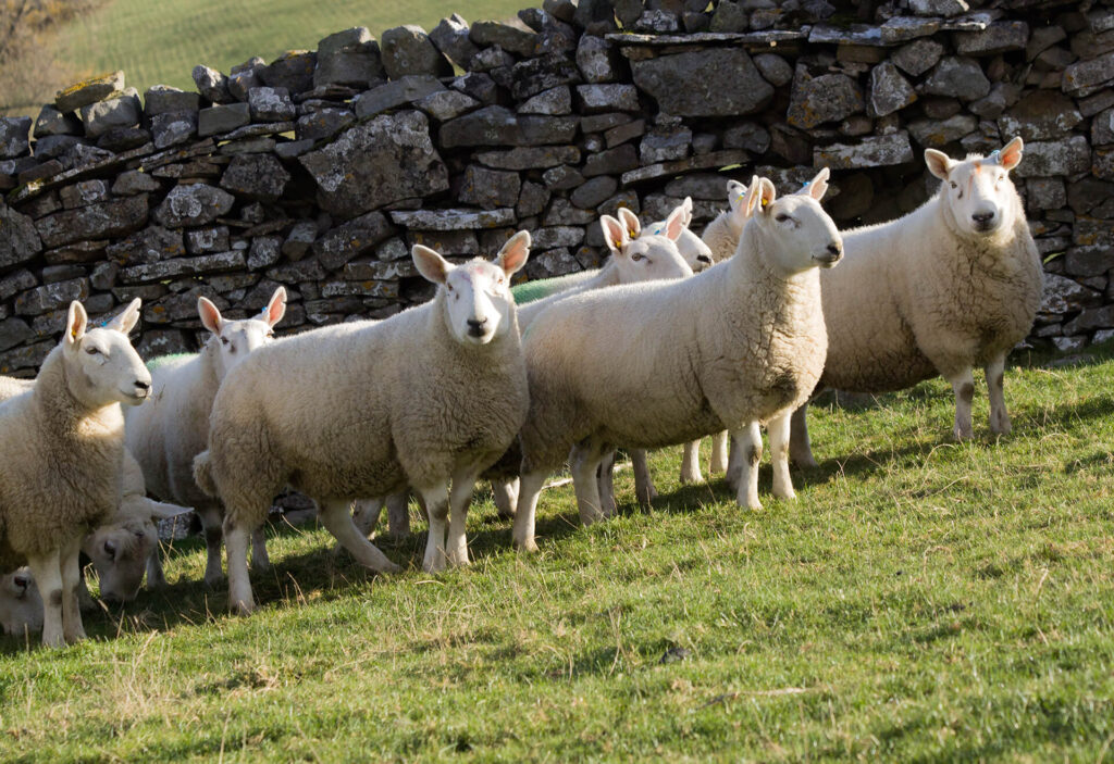 North Country Cheviots - Nun Cote Nook Farm