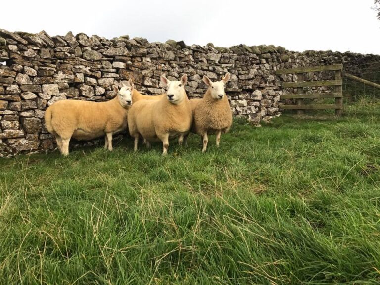 North Country Cheviots - Nun Cote Nook Farm